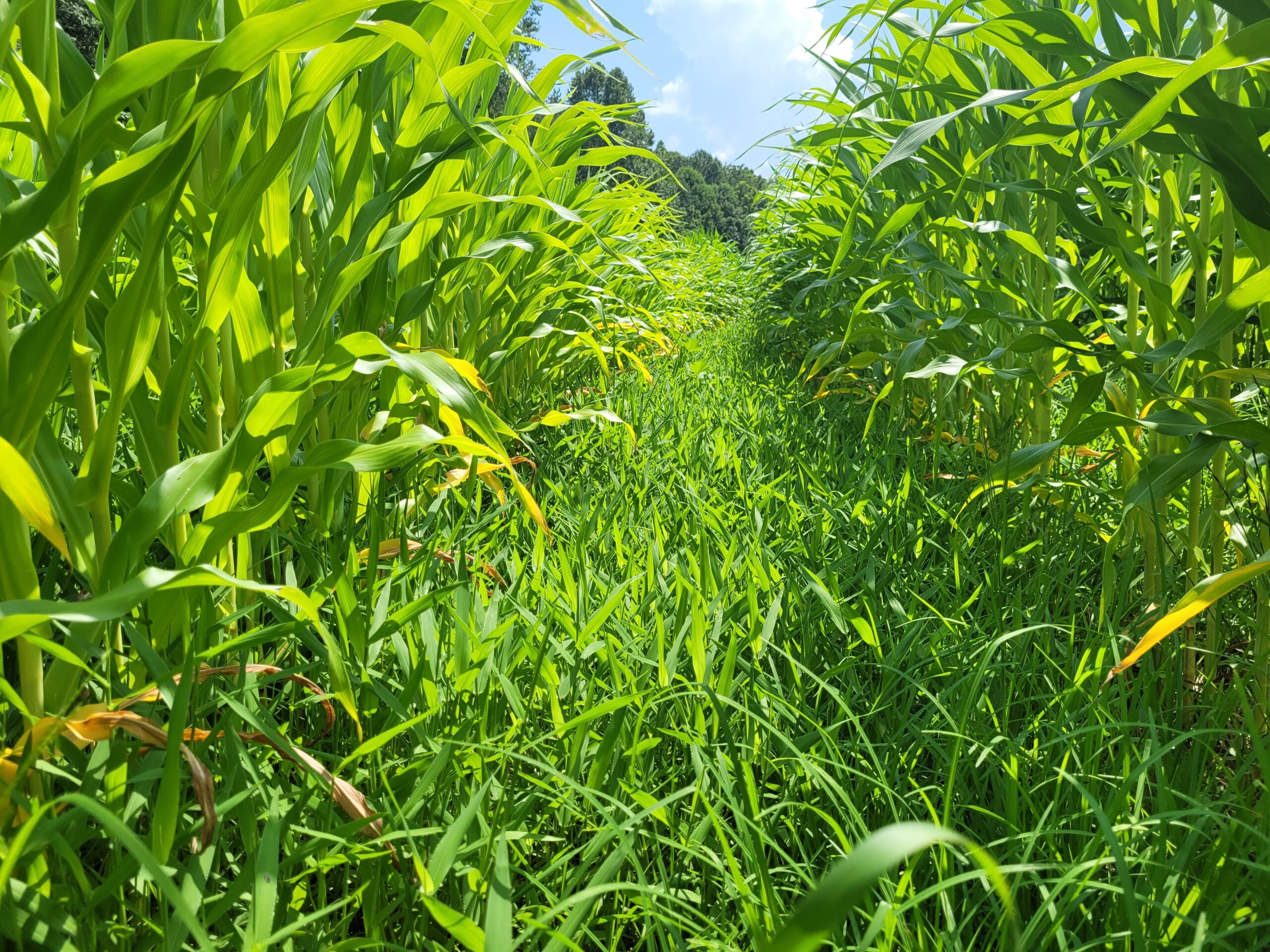 Systems Approach to Building Whole Farm Health and Vibrant Agrarian ...