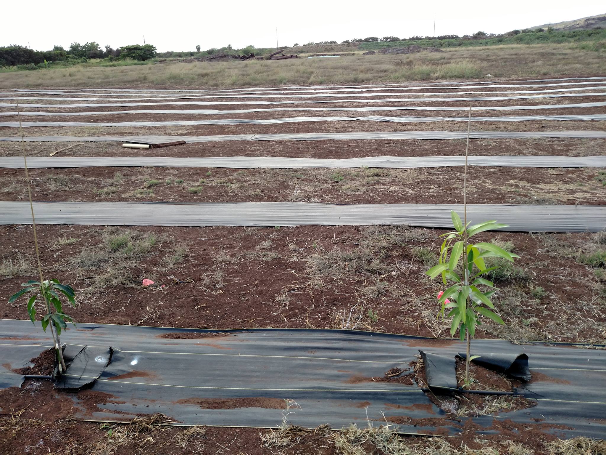 Final report for FW17-034 - SARE Grant Management System