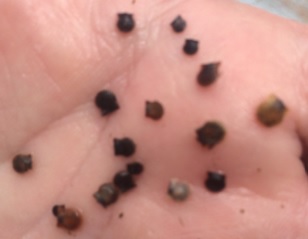 Final Report for FNE16-861 - SARE Grant Management System