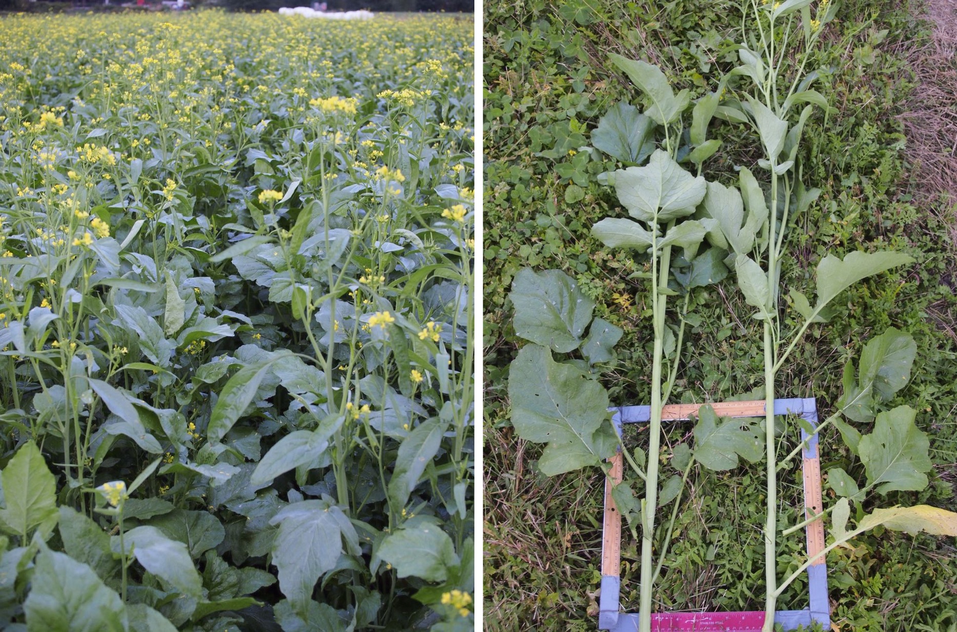 Final report for LNE14-335 - SARE Grant Management System