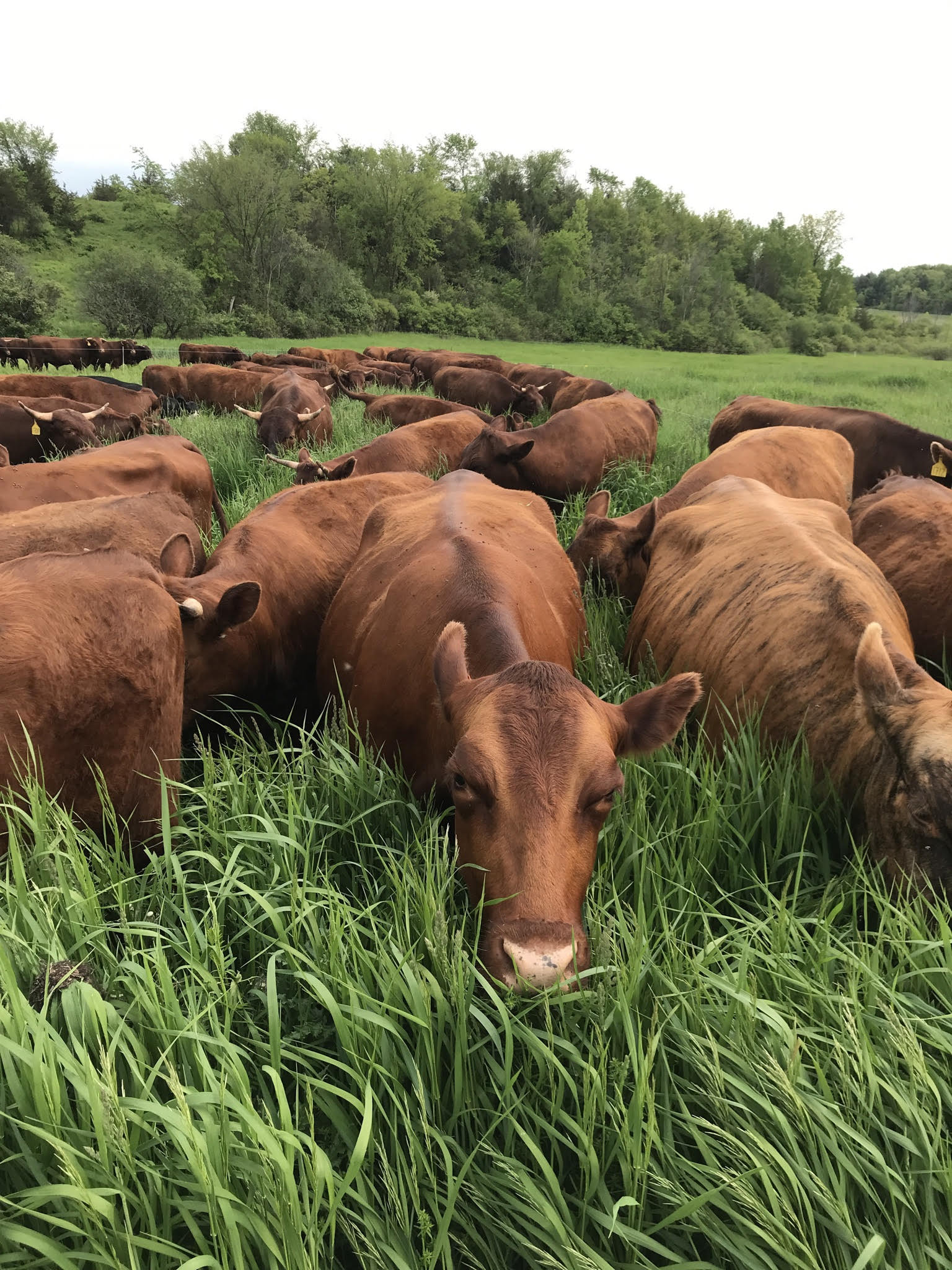 Final report for FNE19-920 - SARE Grant Management System