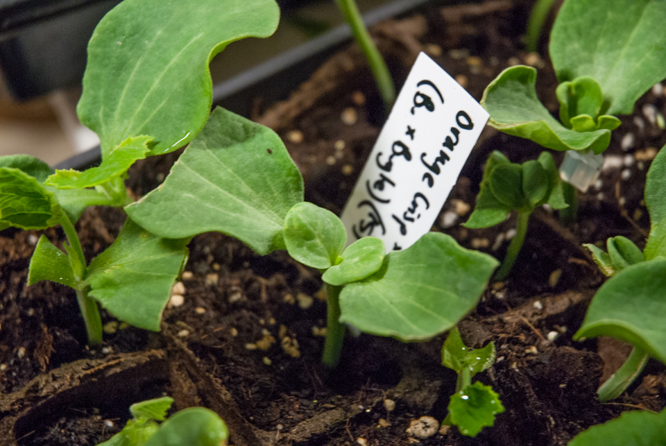 Final Report for FNE15-829 - SARE Grant Management System